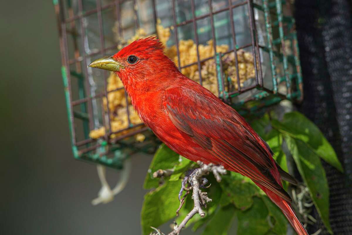 Houston bird watchers welcome the red-headed stranger, summer tanager