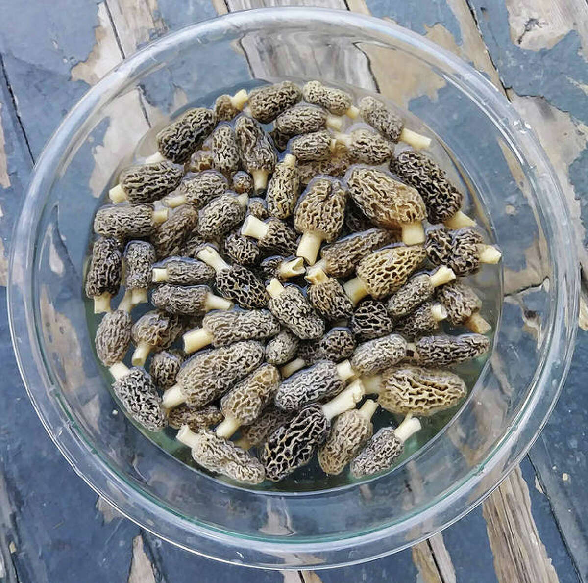 ‘Shroom love: The lure of the Morel Mushroom hunt