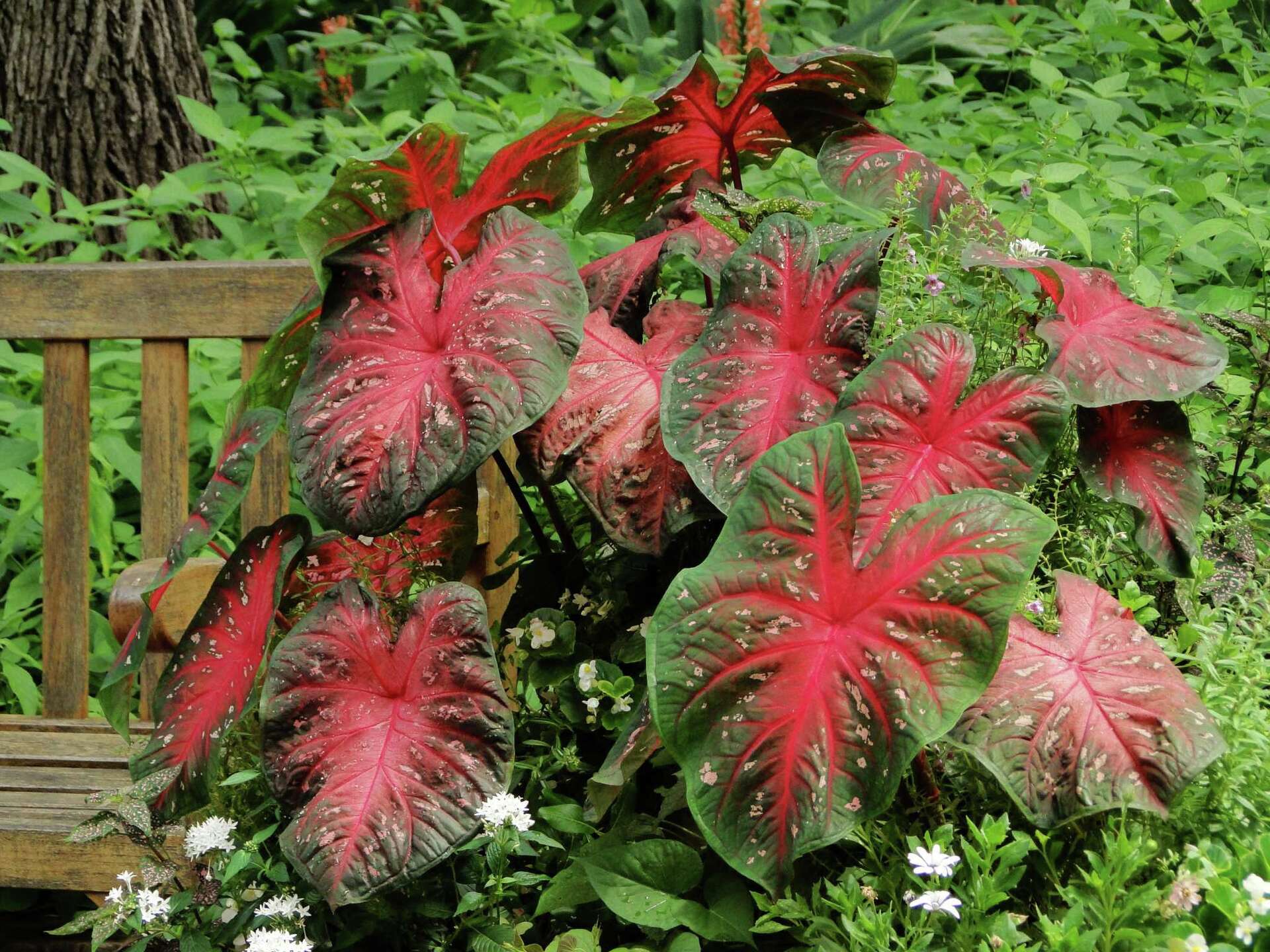 Colorful caladiums can be the heart of the garden