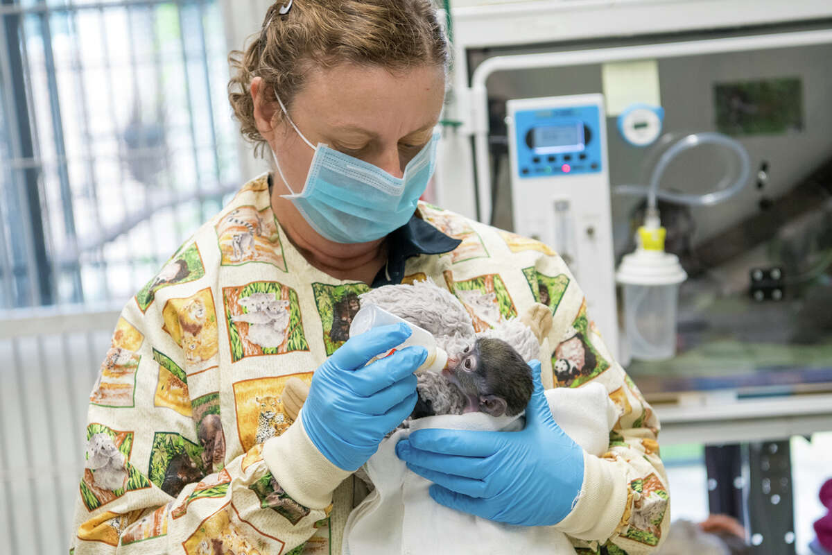 Houston Zoo welcomes baby red-tailed monkey named 'Peter Rabbit'