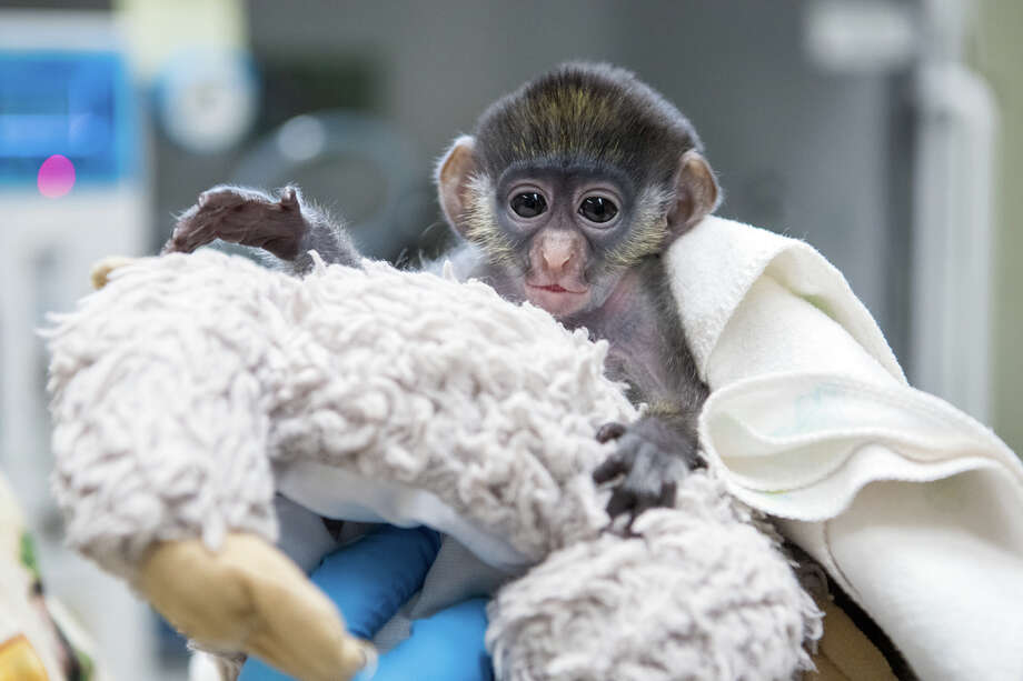 Houston Zoo welcomes baby red-tailed monkey named 'Peter Rabbit ...