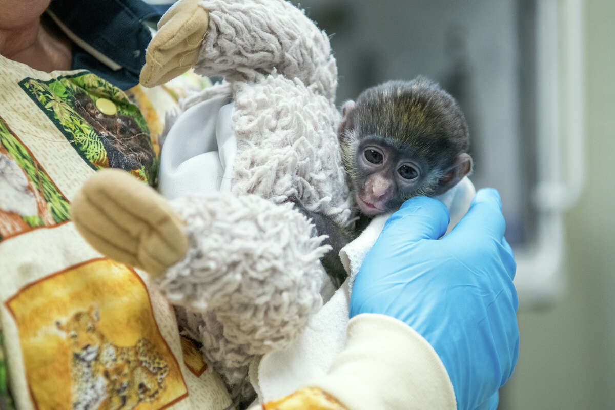 Houston Zoo welcomes baby red-tailed monkey named 'Peter Rabbit'