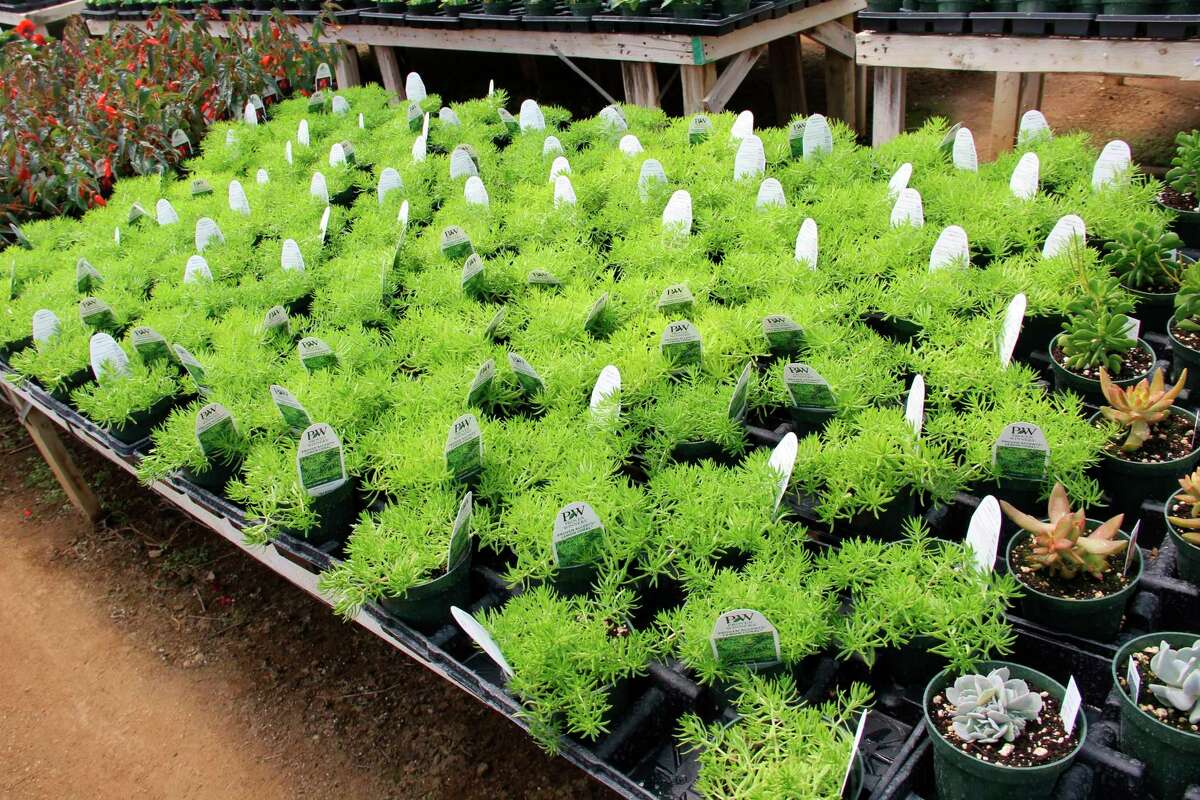 Local nurseries preparing to open up for spring season