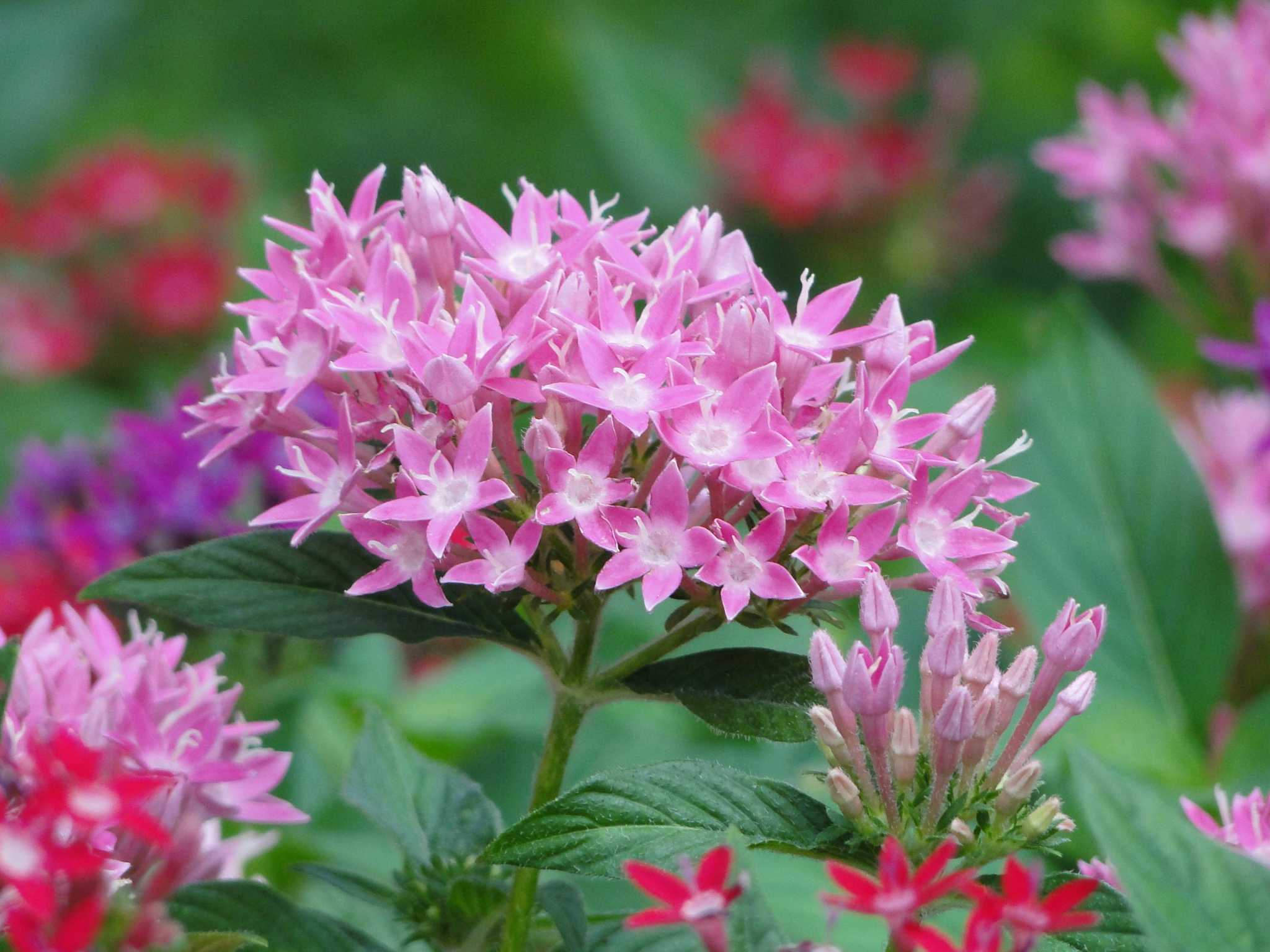 Try these 3 summer plants to add color to beds
