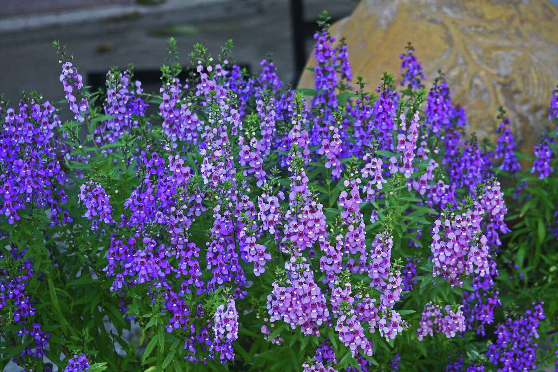 Try these 3 summer plants to add color to beds