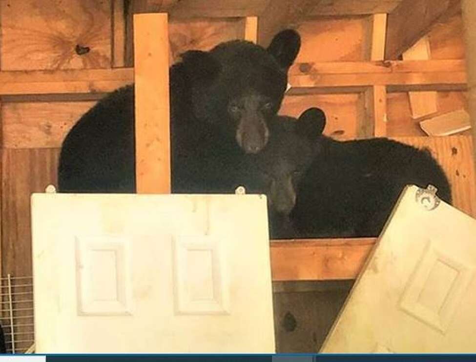 Young bears get stuck inside storage shed