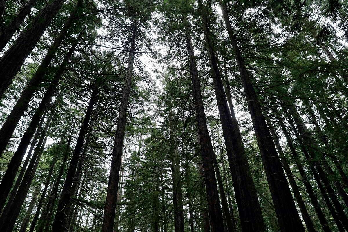 New reason to conserve redwoods — they’re best at storing polluting carbon