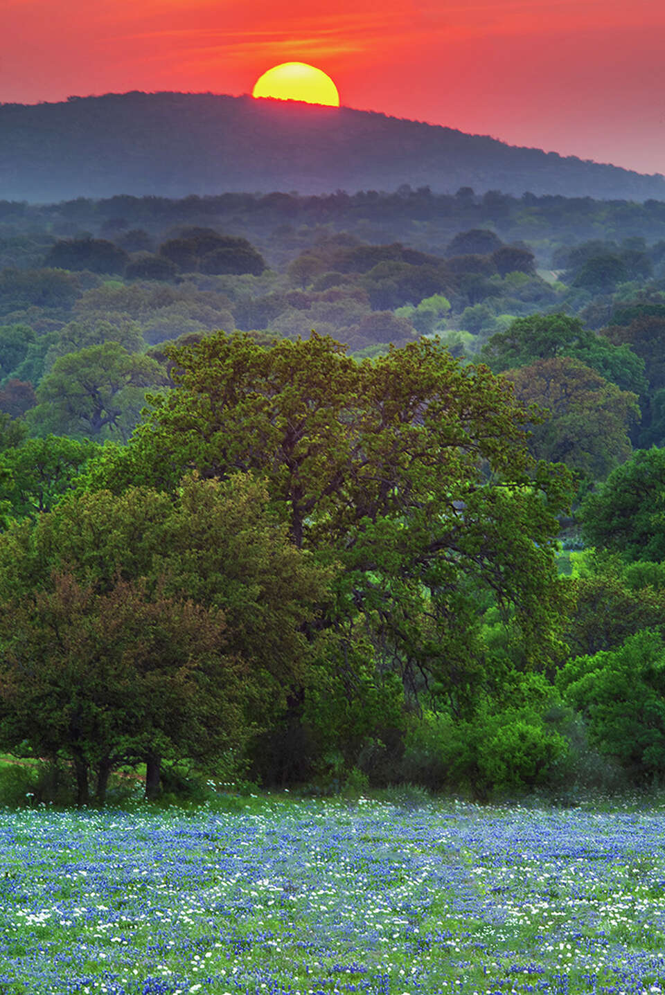 Texas' best places to see wildflowers blooming in May