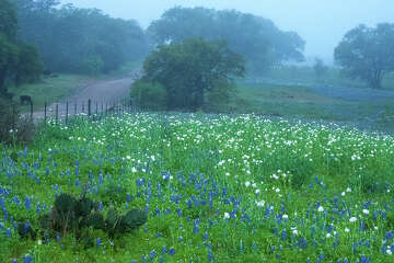 Texas' best places to see wildflowers blooming in May