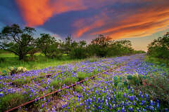Texas' best places to see wildflowers blooming in May