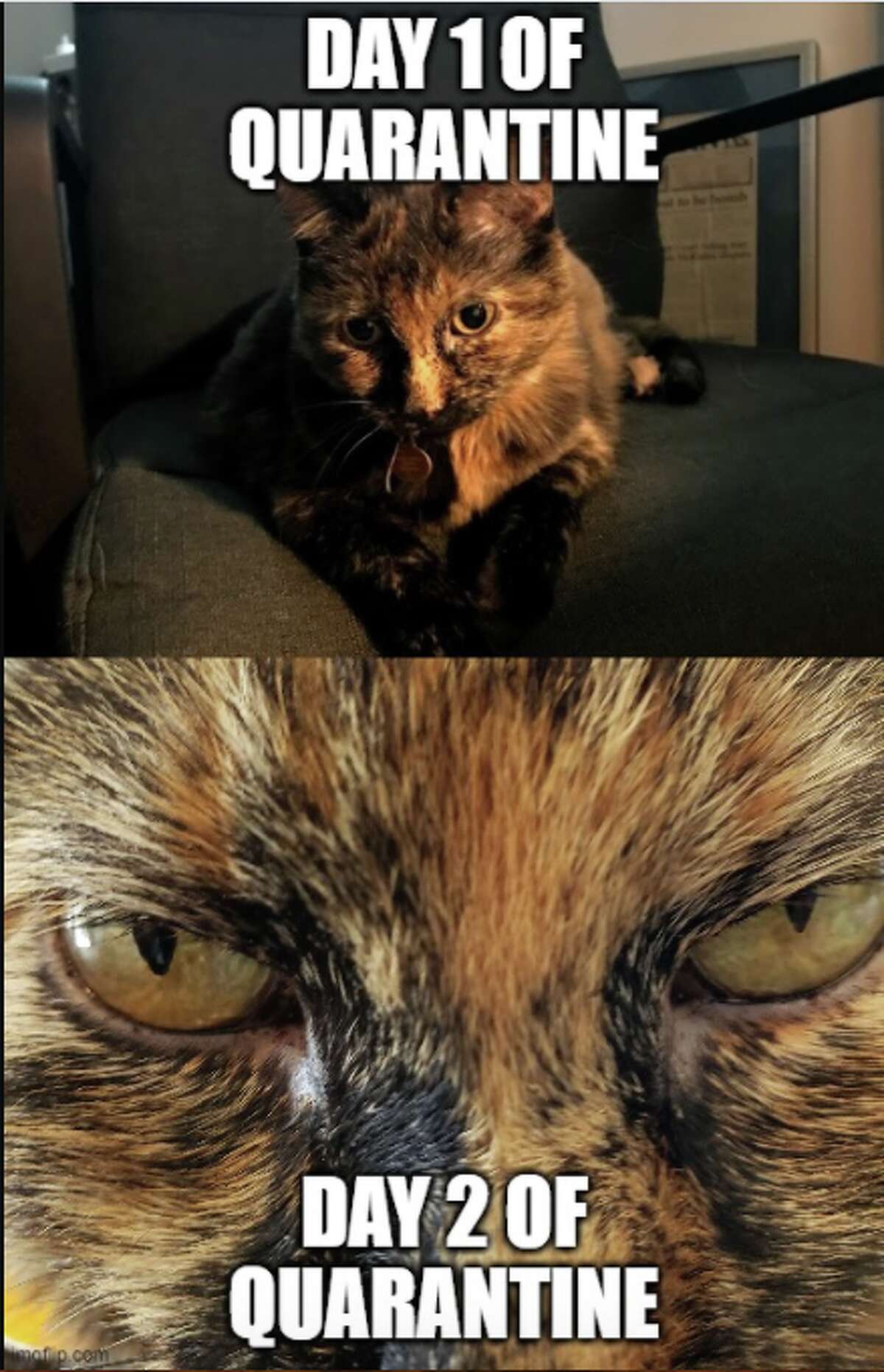 Pet memes during coronavirus