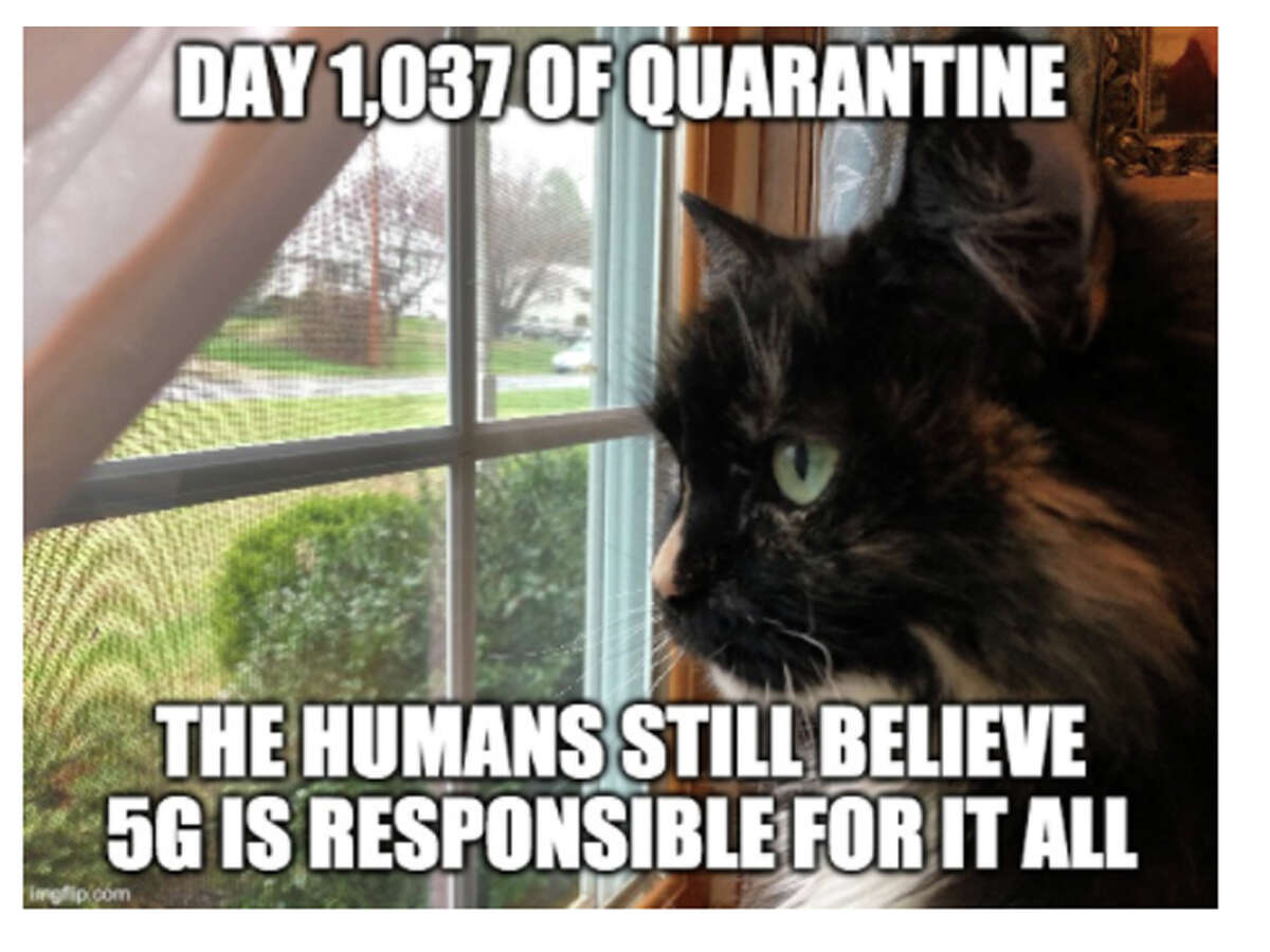 Pet memes during coronavirus