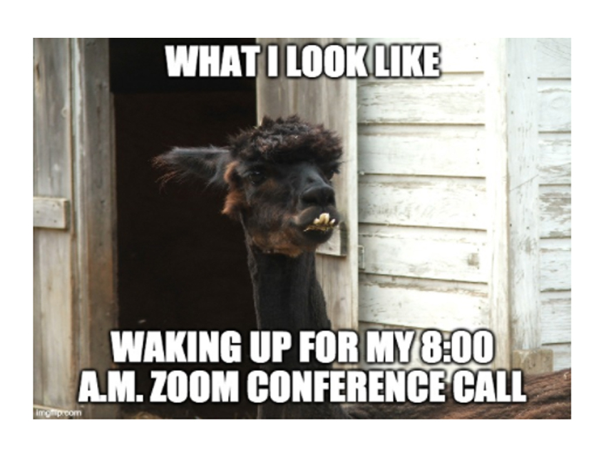 Wholesome pet memes to carry you through quarantine