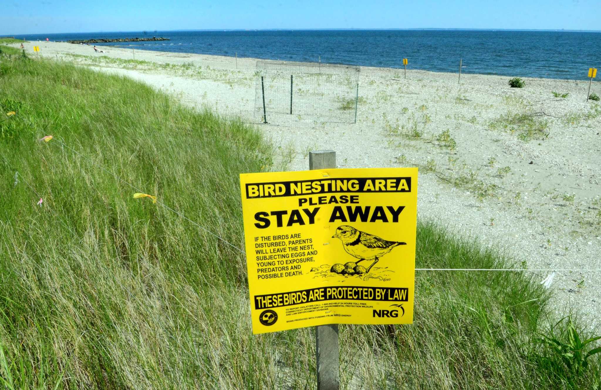Experts: Don’t forget to social distance from nesting birds, too