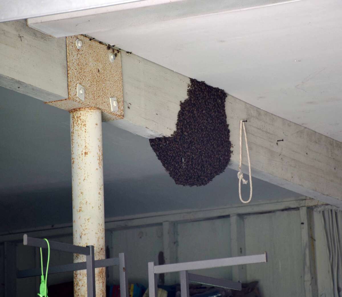 Video: Thousands of honey bees swarm Pearland woman's home