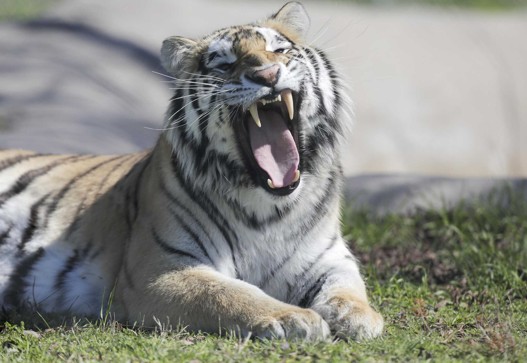 Opinion: ‘Tiger King’ shows need to do more to prevent private big cat ...