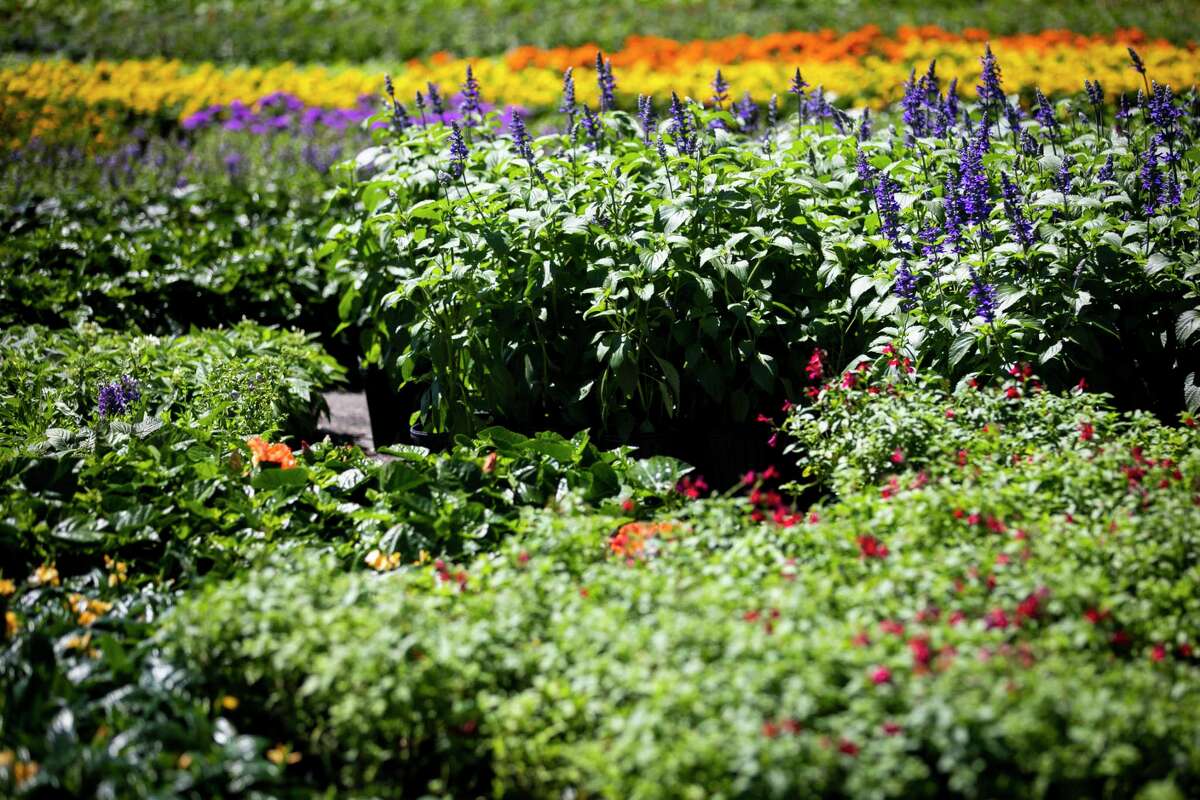 Houston landscaper offers tips for planting an eye-popping garden