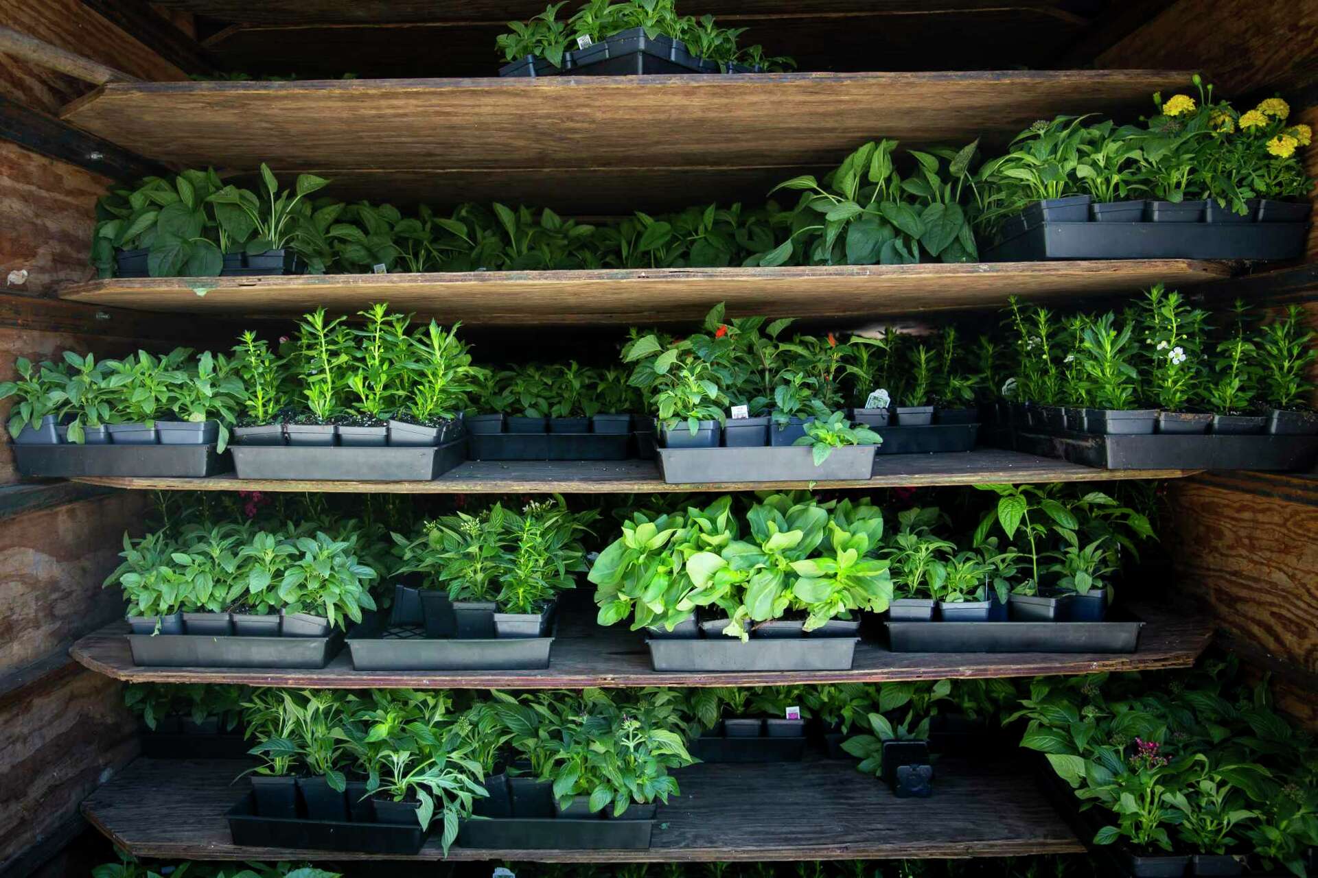 Houston landscaper offers tips for planting an eye-popping garden