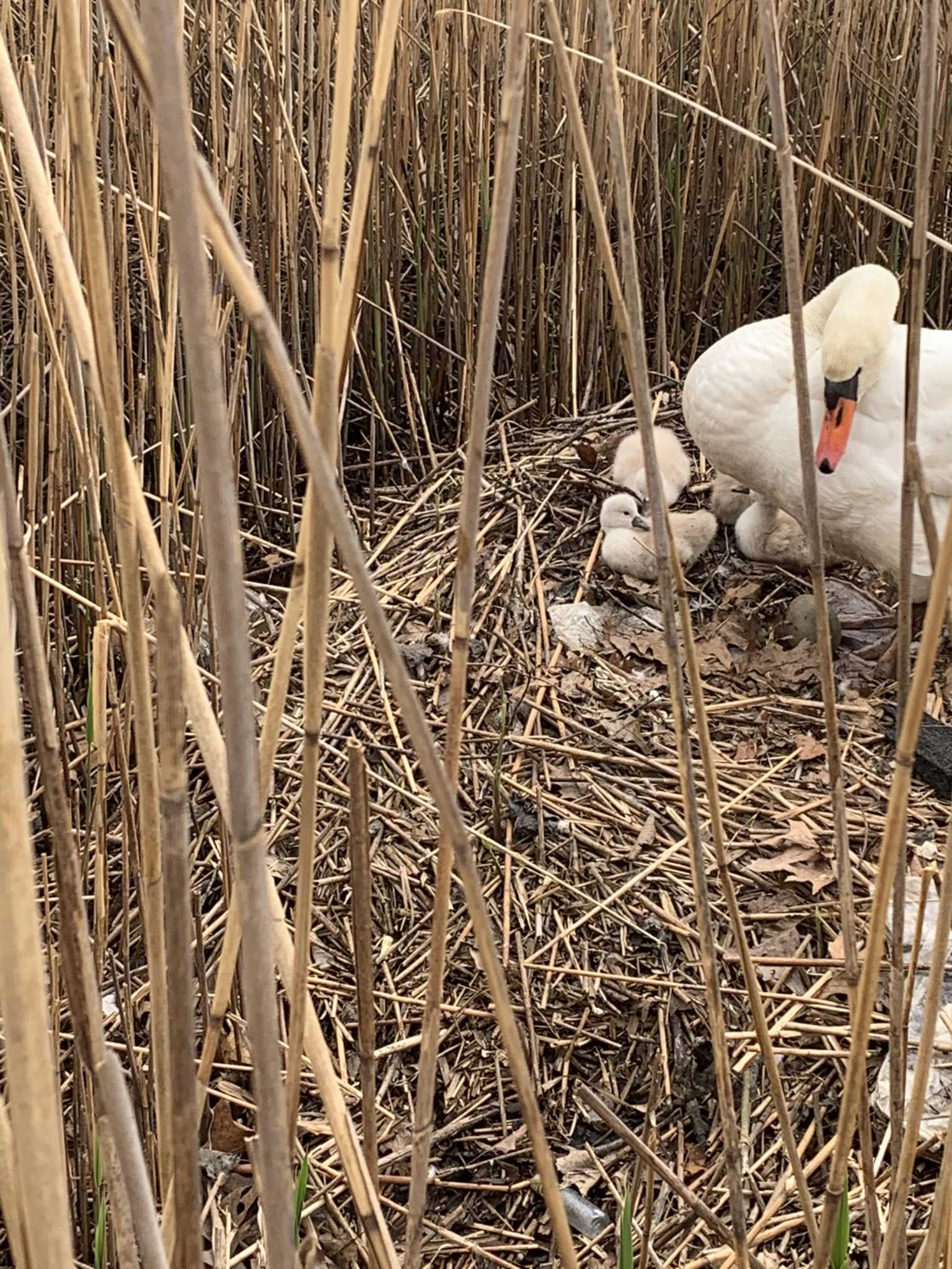 It’s baby animal season in Darien — be cautious