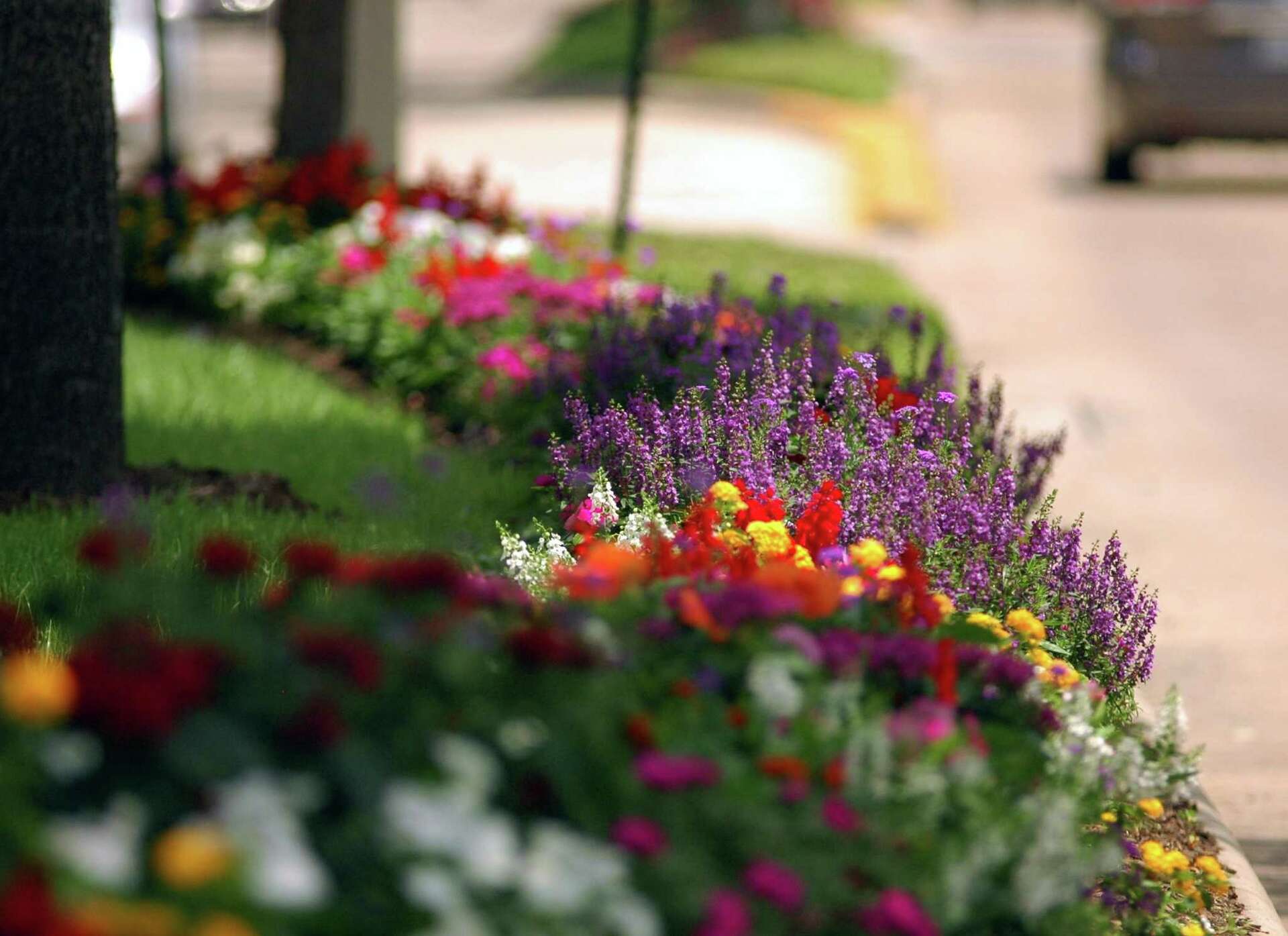 Houston landscaper offers tips for planting an eye-popping garden