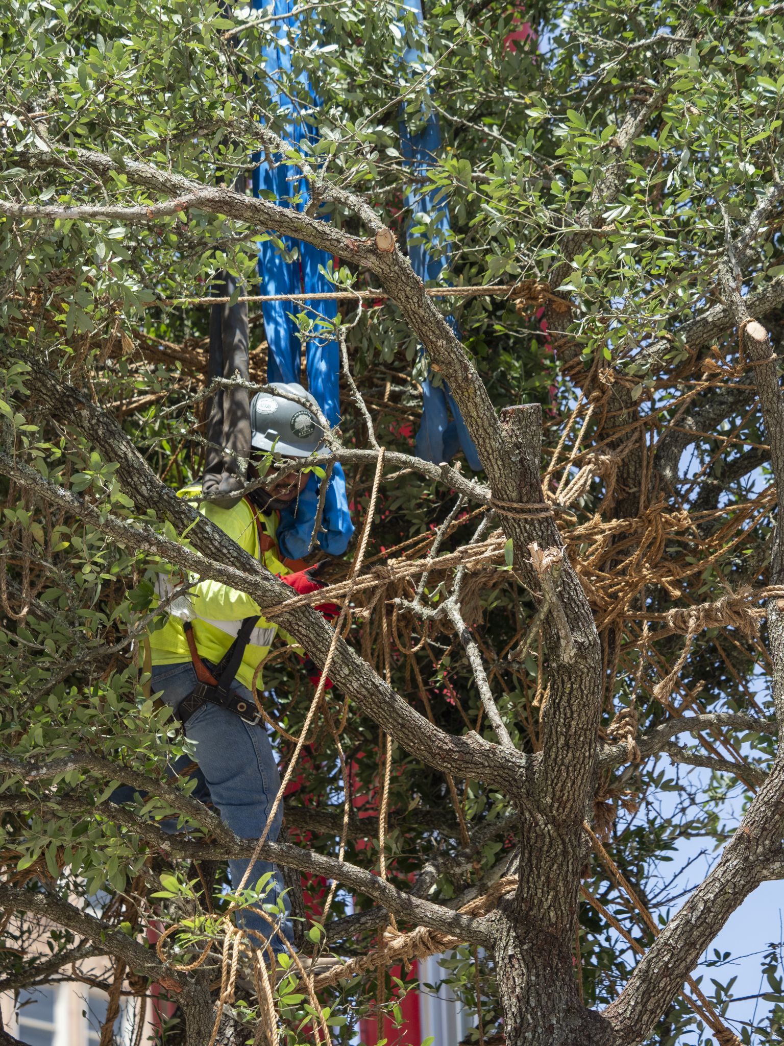 ‘Specimen Tree’ to be focal point of downtown park