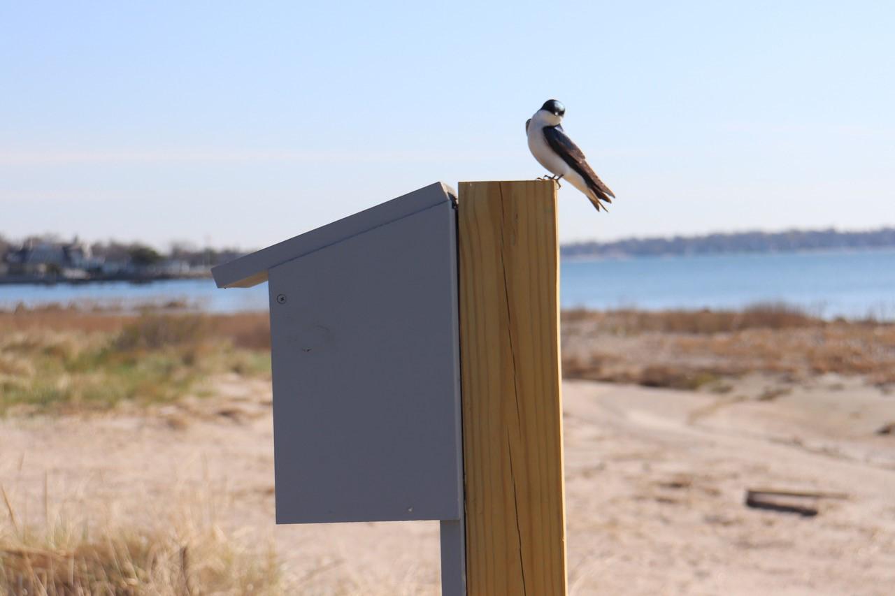 New platforms, boxes at Greenwich Point bring birds to nest