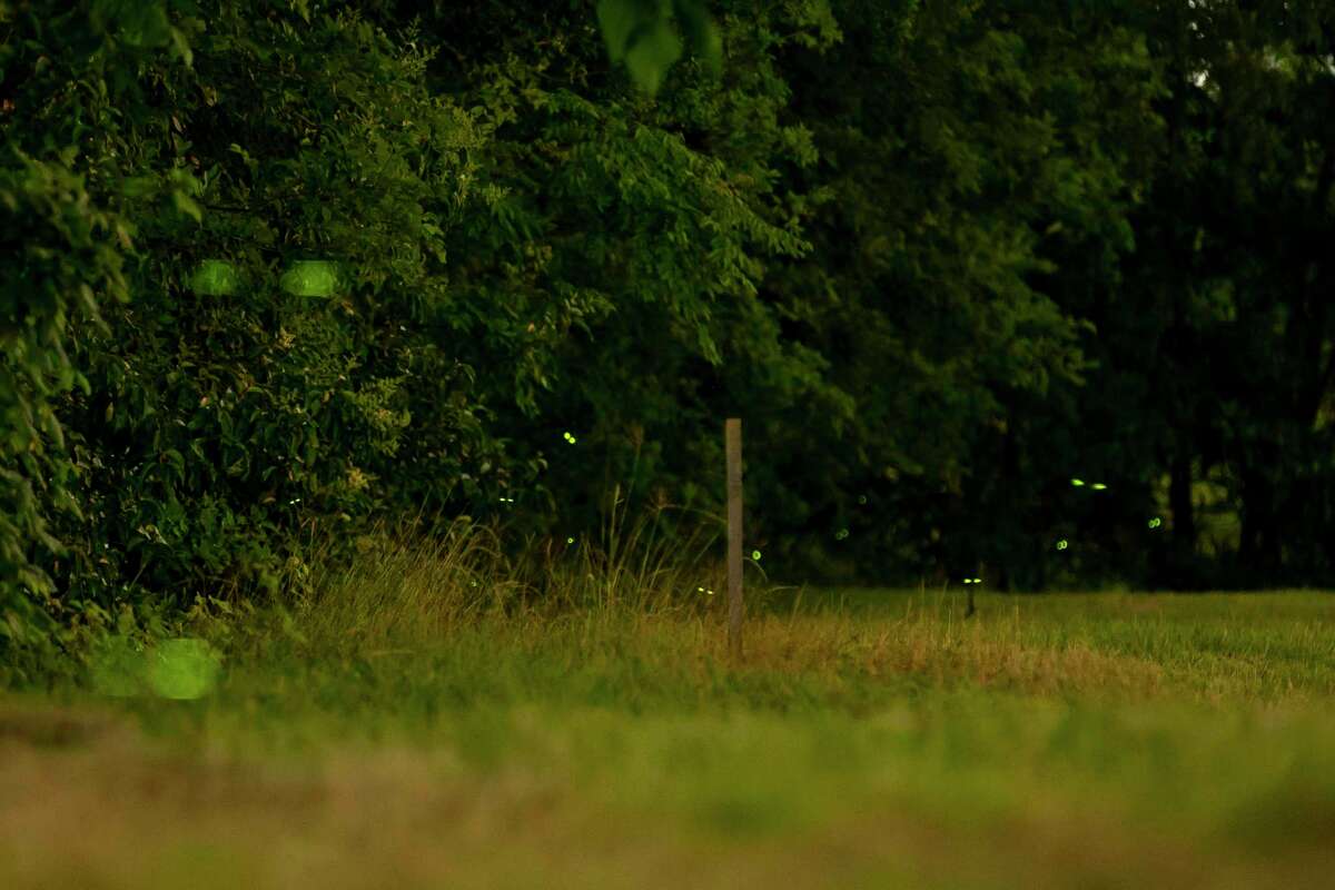 As Houston quiets, the magic of fireflies’ return