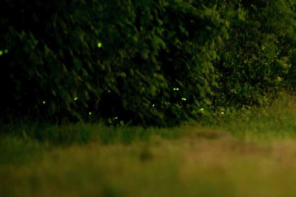 As Houston quiets, the magic of fireflies’ return - HoustonChronicle.com