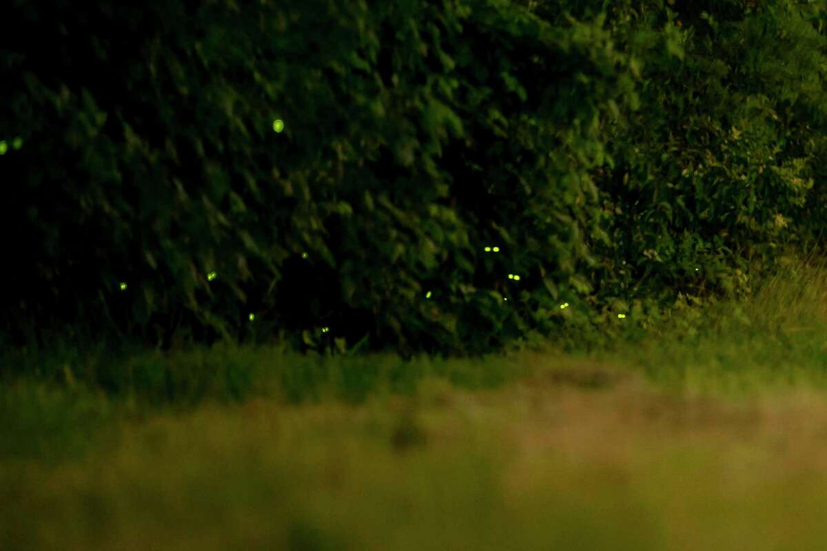 As Houston quiets, the magic of fireflies’ return