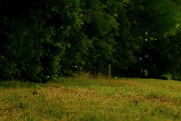 As Houston quiets, the magic of fireflies’ return - HoustonChronicle.com