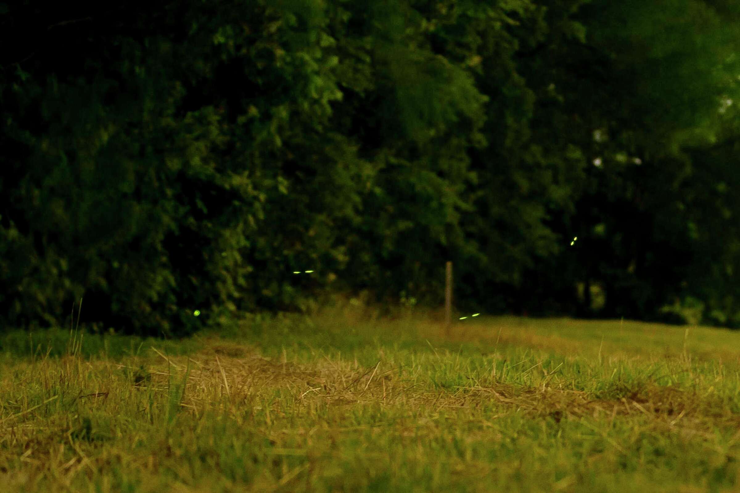As Houston quiets, the magic of fireflies’ return