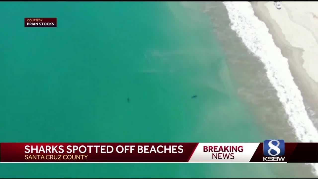 26-year-old man killed in California shark attack