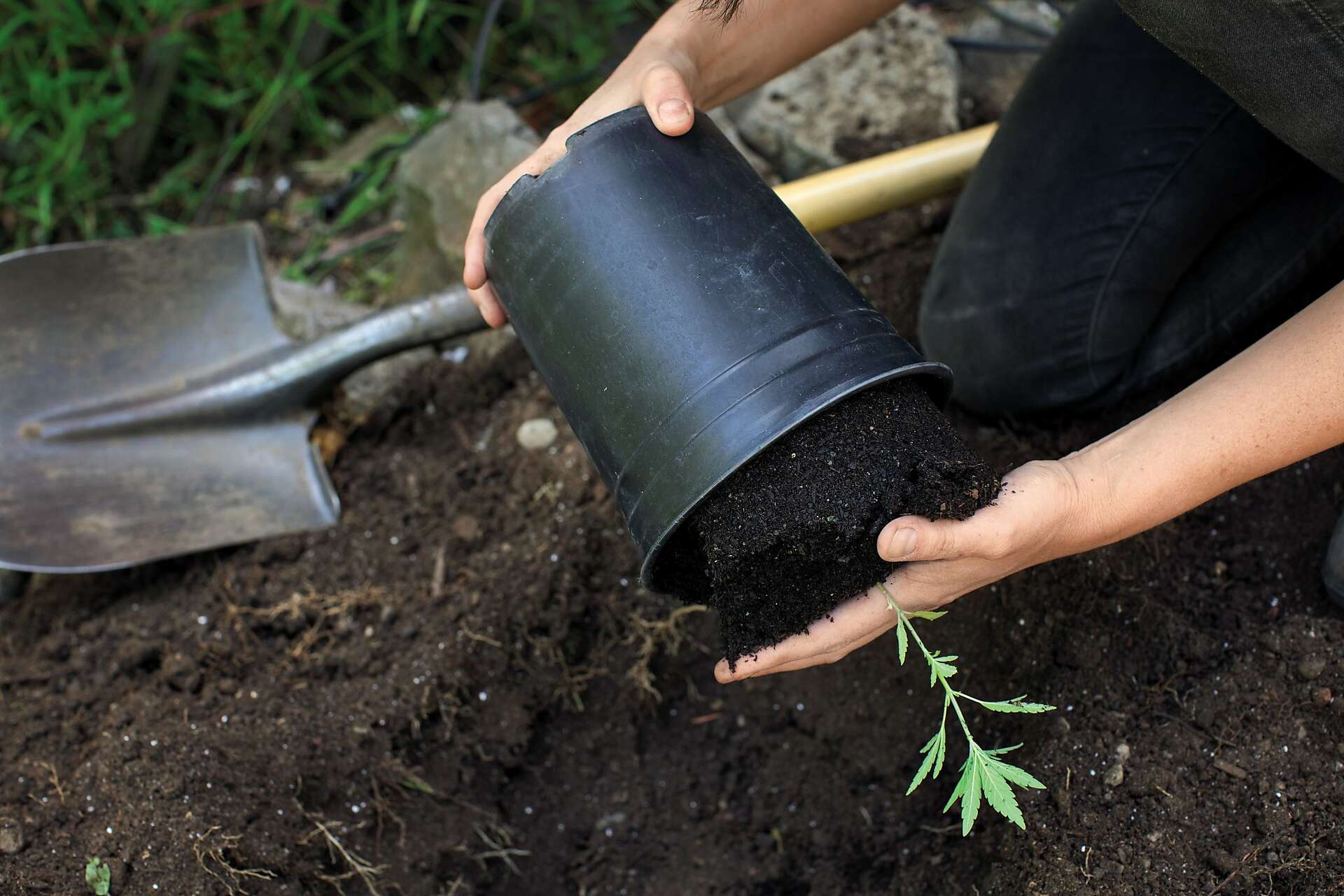 Gardening: Cannabis in 7 steps