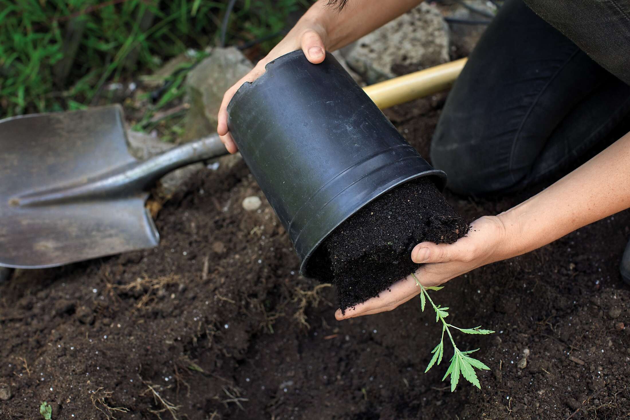 Gardening: Cannabis in 7 steps