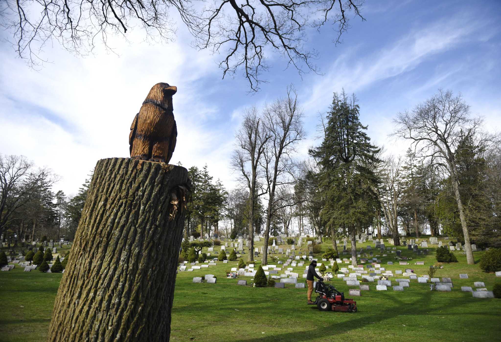 Eagle carves out a spot atop a Greenwich treetop