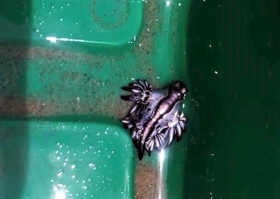 Rare blue dragons wash ashore at Padre Island National Seashore