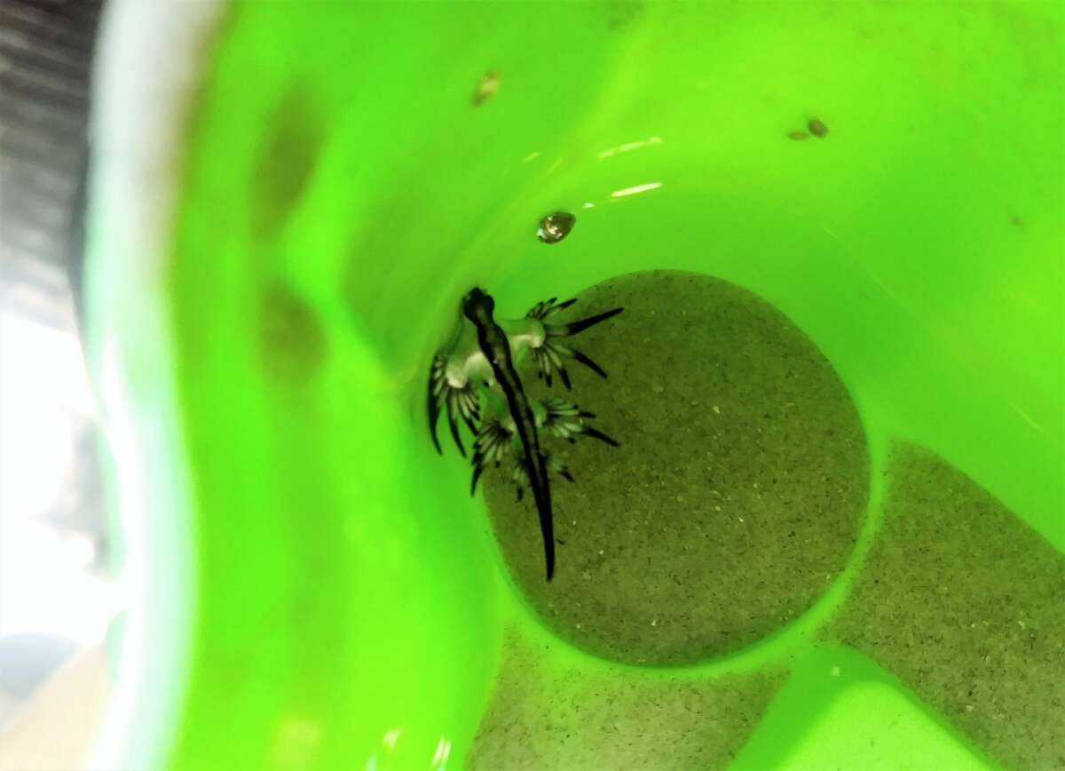 Rare blue dragons wash ashore at Padre Island National Seashore