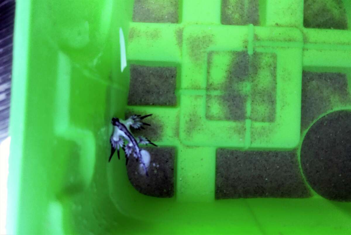 Rare blue dragons wash ashore at Padre Island National Seashore