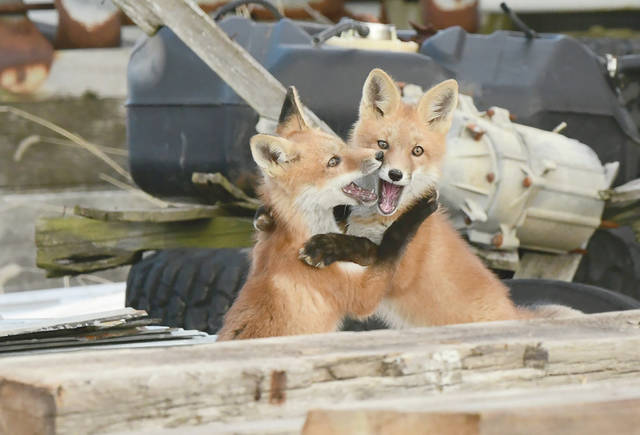 The cutest thing you’ll see today: two fox siblings hugging near Waverly