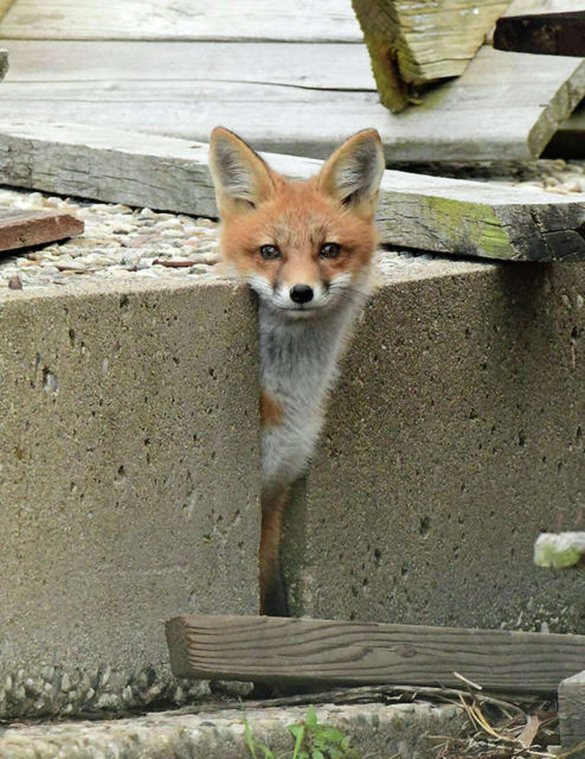 The cutest thing you’ll see today: two fox siblings hugging near Waverly