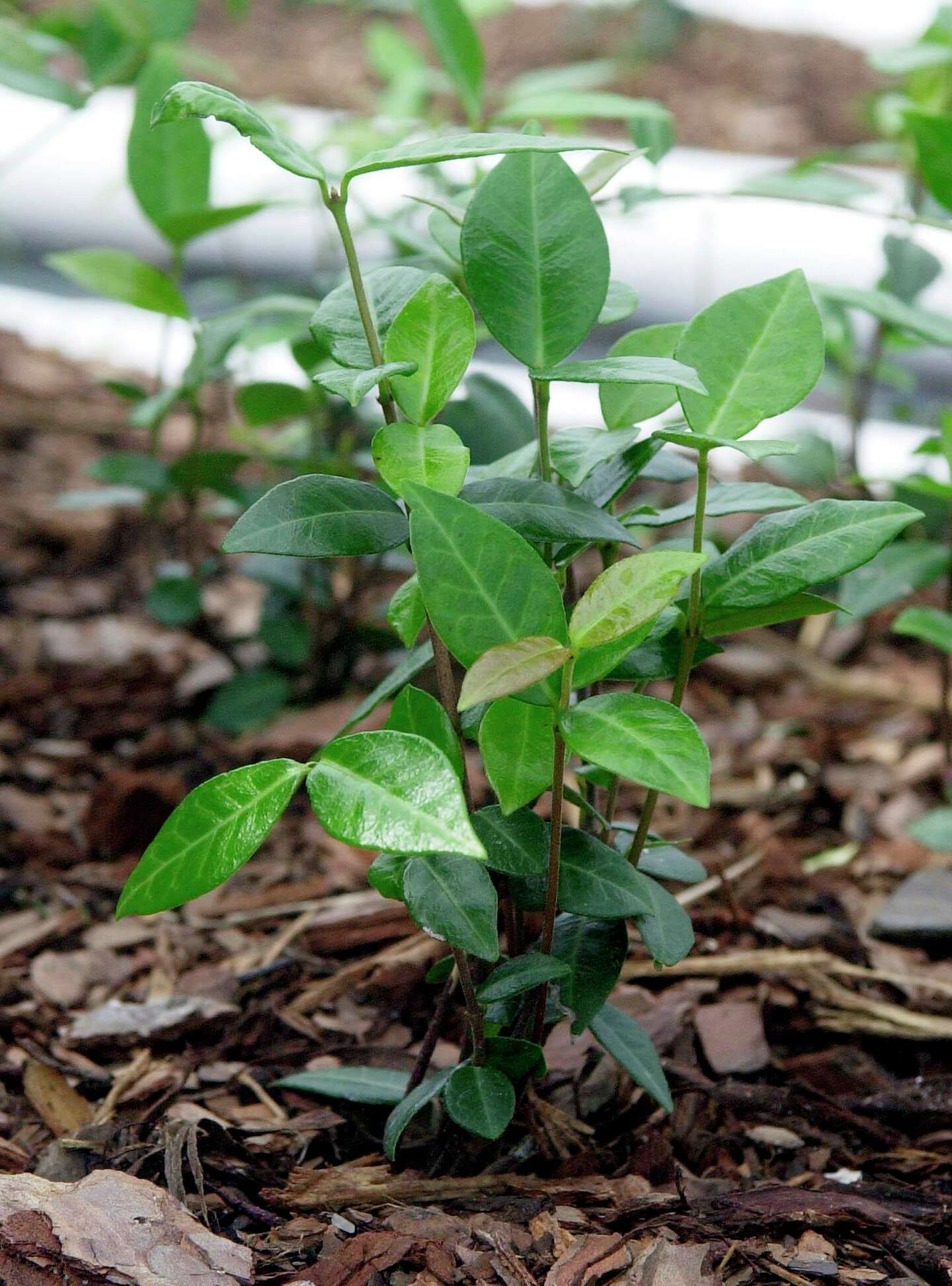 Calvin Finch: Your guide to shade- and drought-tolerant groundcovers to ...