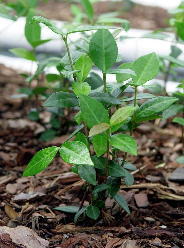 Calvin Finch: Your guide to shade- and drought-tolerant groundcovers to ...