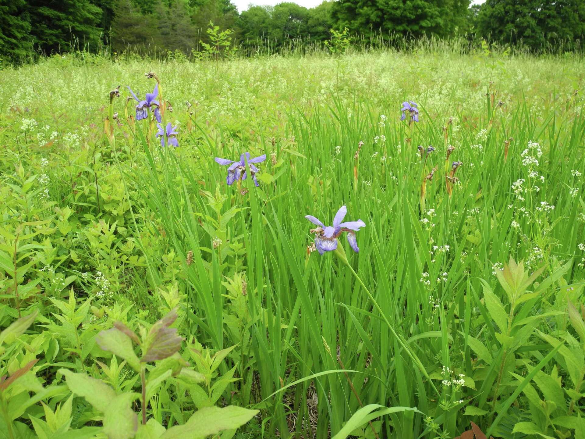 Calvin Finch: Your guide to shade- and drought-tolerant groundcovers to ...