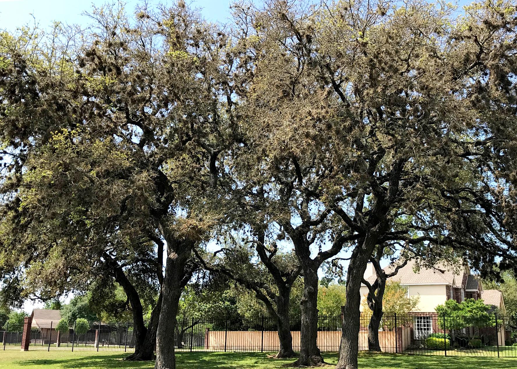 Neil Sperry: Ball moss doesn’t feed on trees, but it can shade them too ...