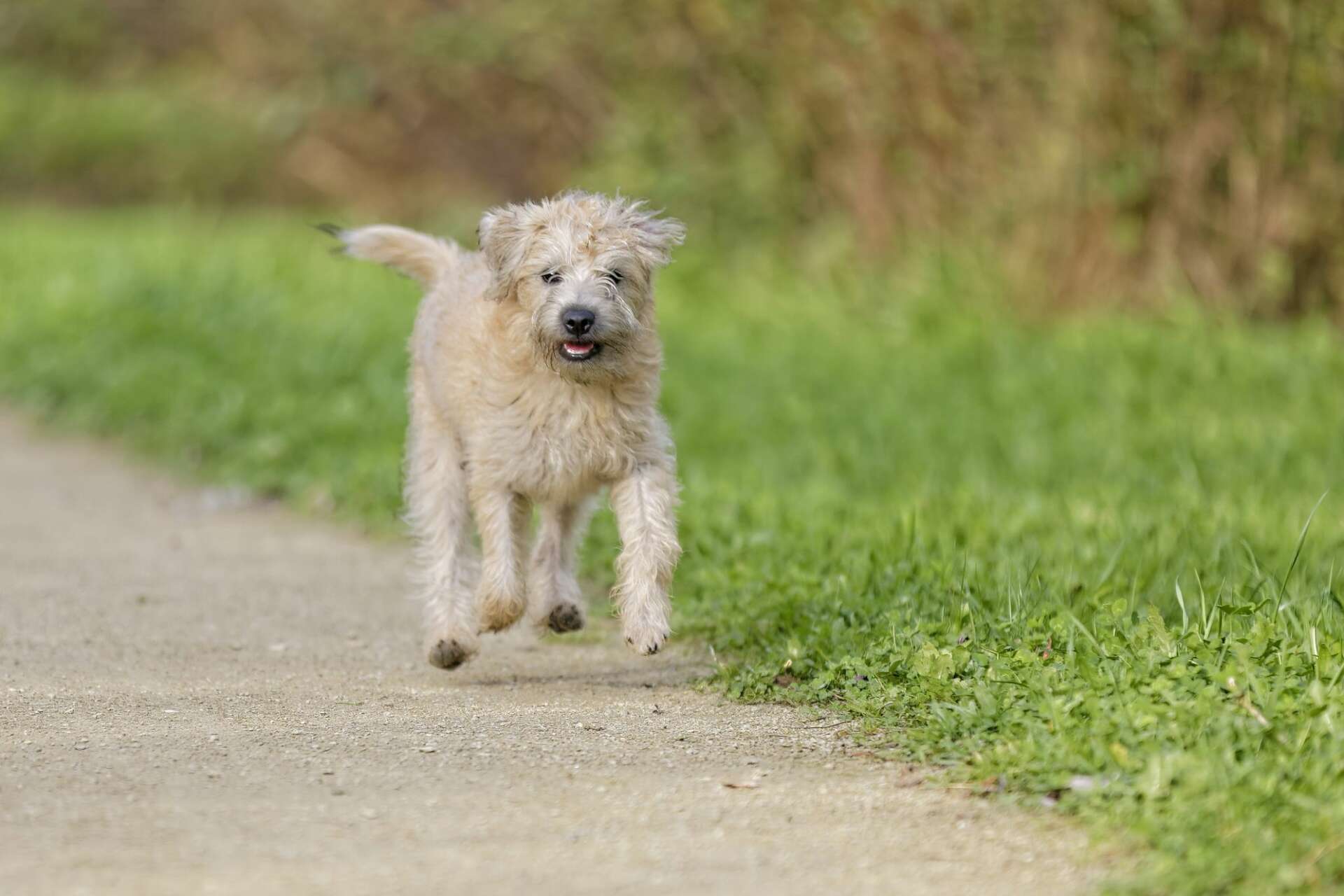 New rankings: Seattle's least popular dog breeds for 2020