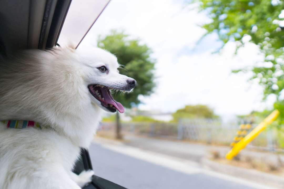 New rankings: Seattle's least popular dog breeds for 2020