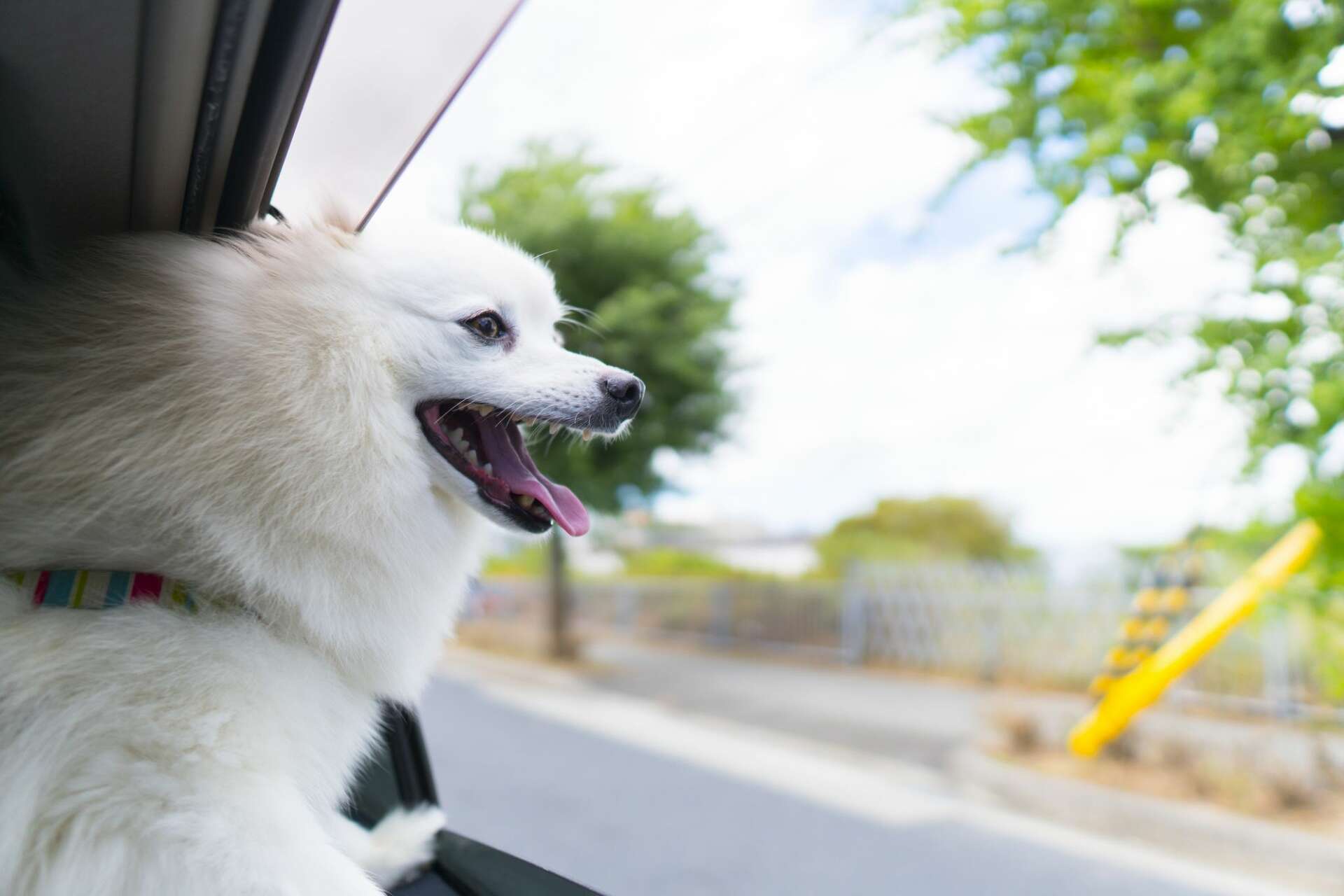 New rankings: Seattle's least popular dog breeds for 2020