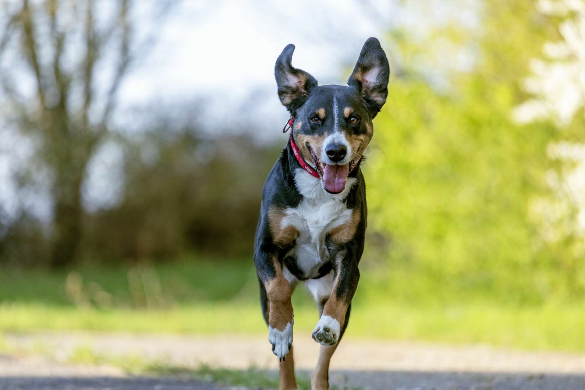 New rankings: Seattle's least popular dog breeds for 2020