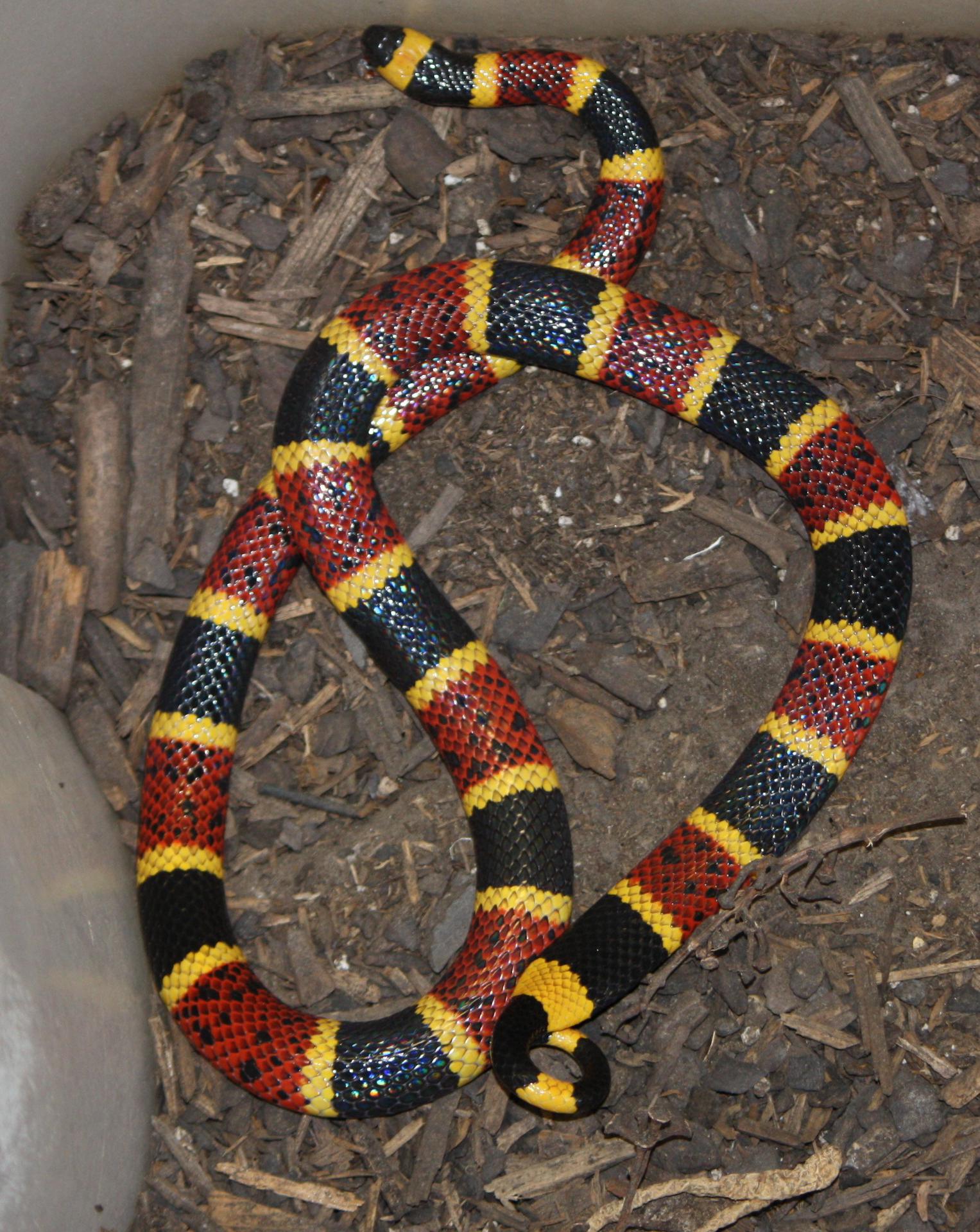 OUTDOORS: LeBlanc: Know your local snakes and lizards