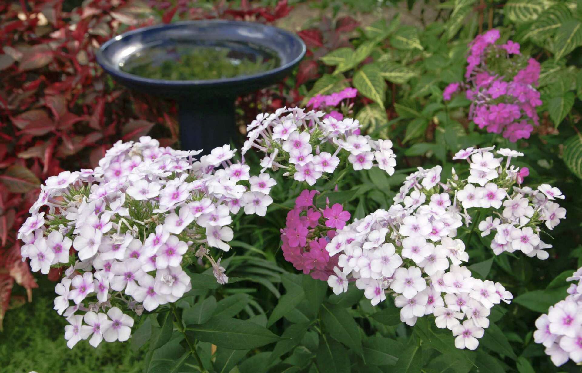 A guide to vintage plants that will flourish in Houston beds